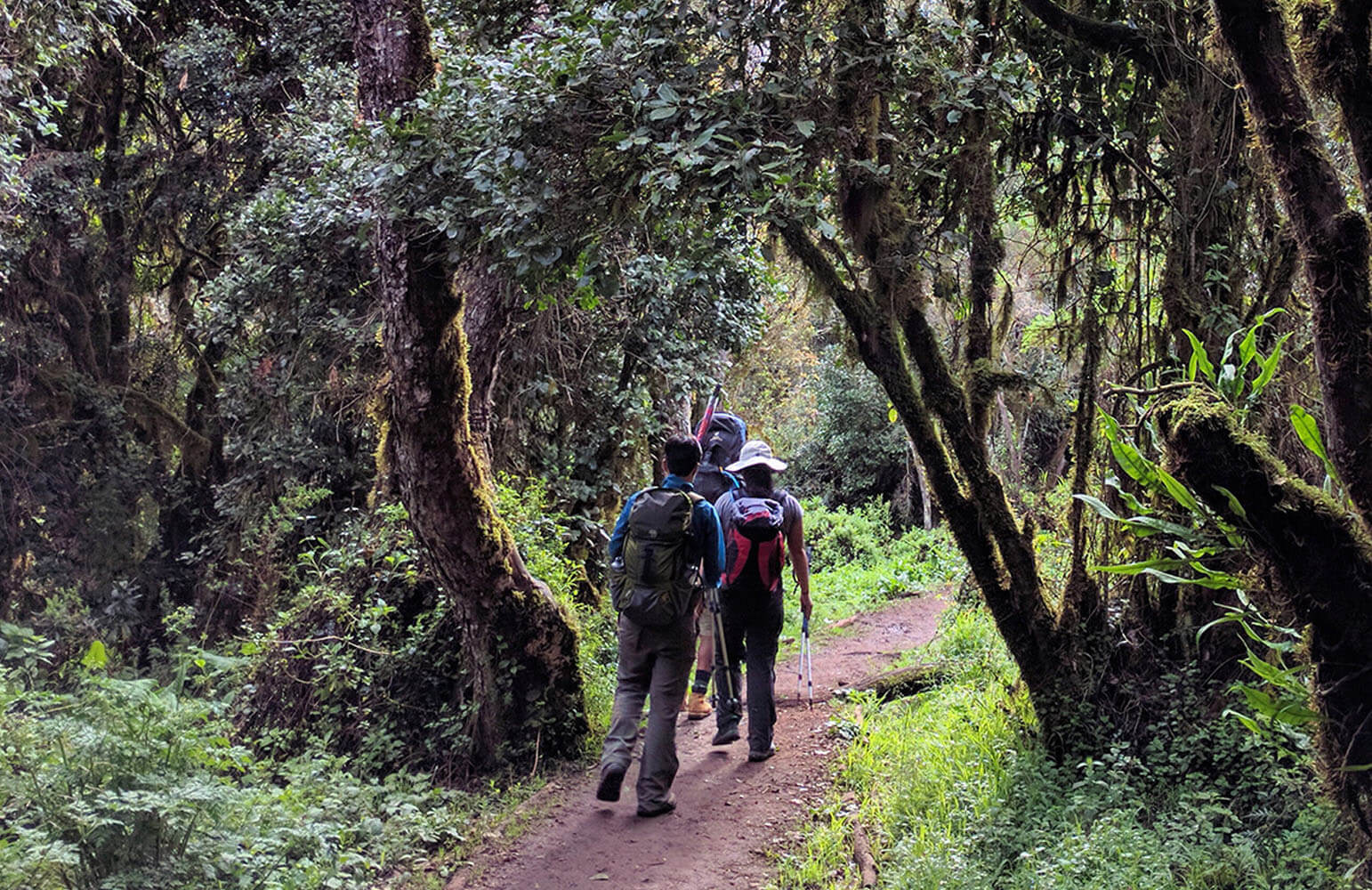 Mweka Route - Mountain Kilimanjaro shortest route path